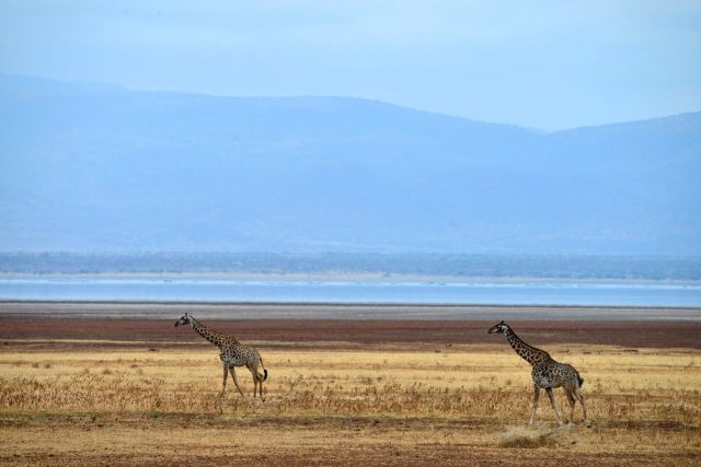 O Parque Nacional Lake Manyara - Um Pouquinho de Cada Lugar