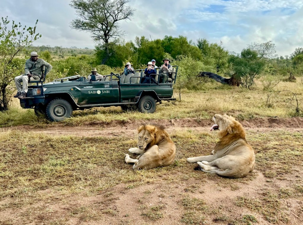Um safari na Reserva Privada Sabi Sand - Um Pouquinho de Cada Lugar
